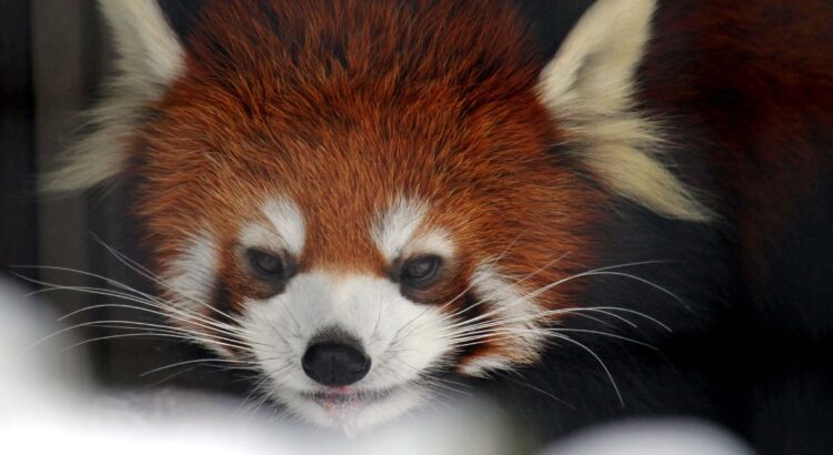 Donate Now - Zoological Society