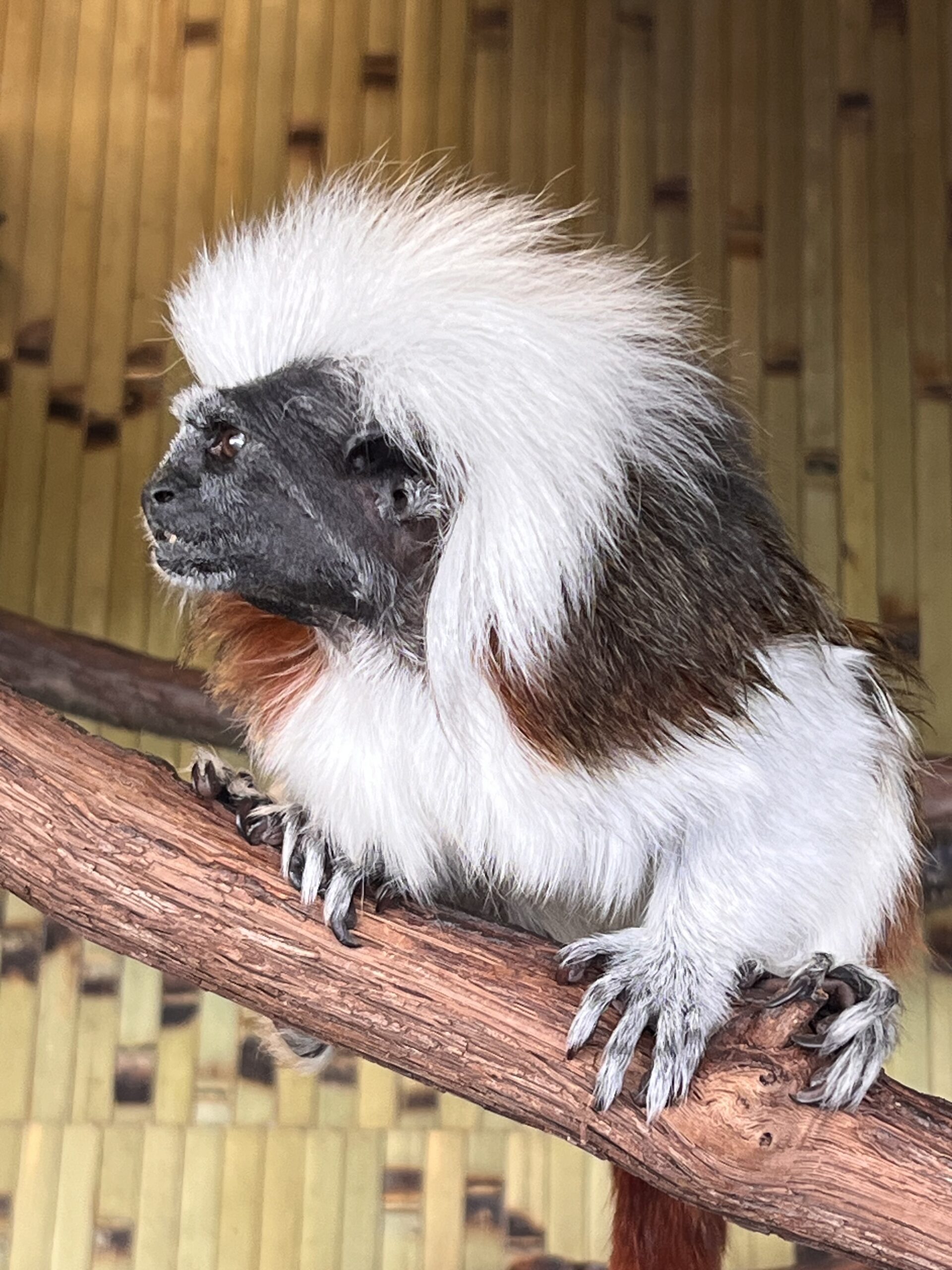 NEW Zoo & Adventure Park - Zoological Society